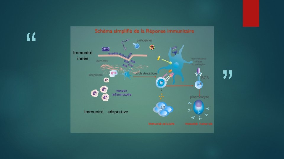 Le processus inflammatoire FRANCINE DE SALVADORGUILLOUT OCTOBRE 2013