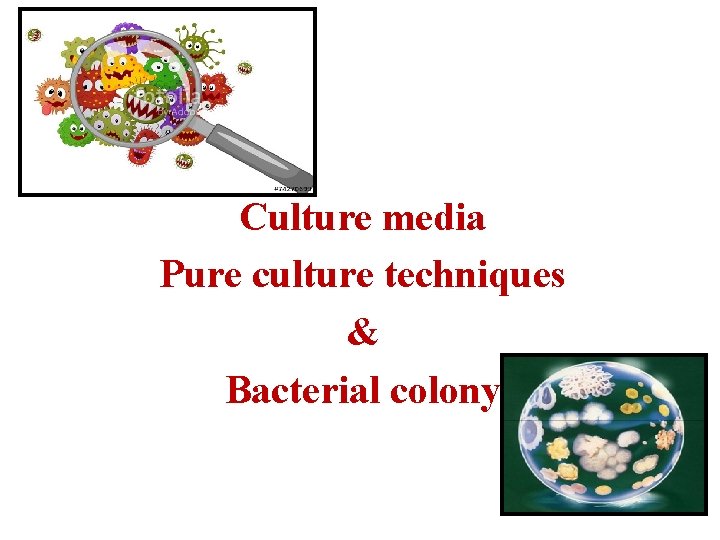 Culture media Pure culture techniques Bacterial colony Cultivation