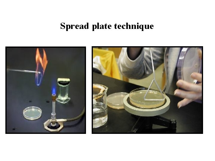 Culture media Pure culture techniques Bacterial colony Cultivation