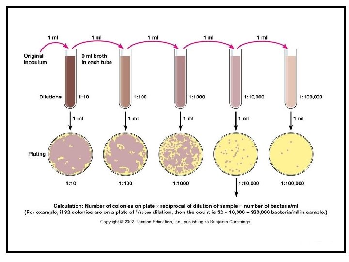 Culture media Pure culture techniques Bacterial colony Cultivation