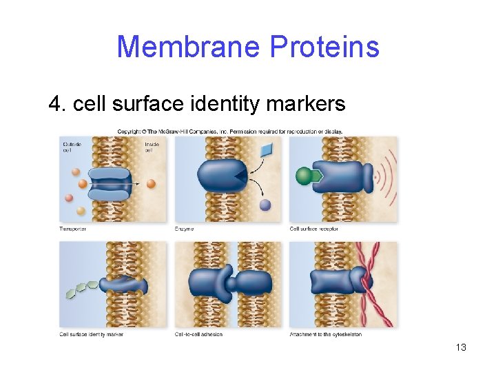 Membranes Chapter 5 Membrane Structure Fluid mosaic model