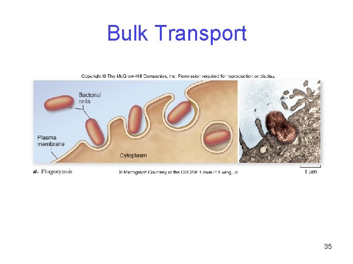 Membranes Chapter 5 Membrane Structure Fluid mosaic model