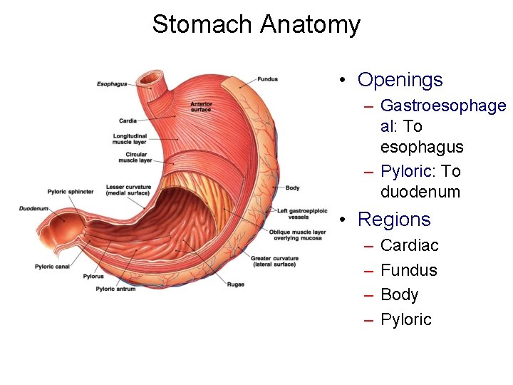 Stomach Anatomy Openings Gastroesophage al To esophagus Pyloric