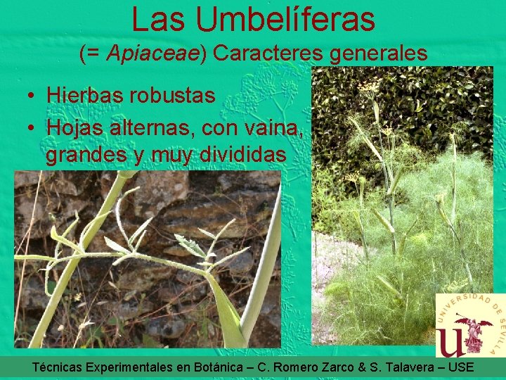 Las Umbelferas Una familia de gran tradicin farmacutica