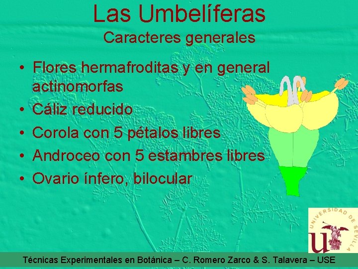 Las Umbelferas Una familia de gran tradicin farmacutica