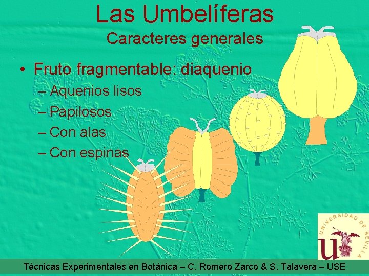 Las Umbelferas Una familia de gran tradicin farmacutica