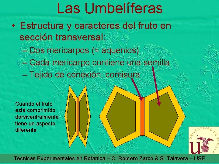 Las Umbelferas Una familia de gran tradicin farmacutica