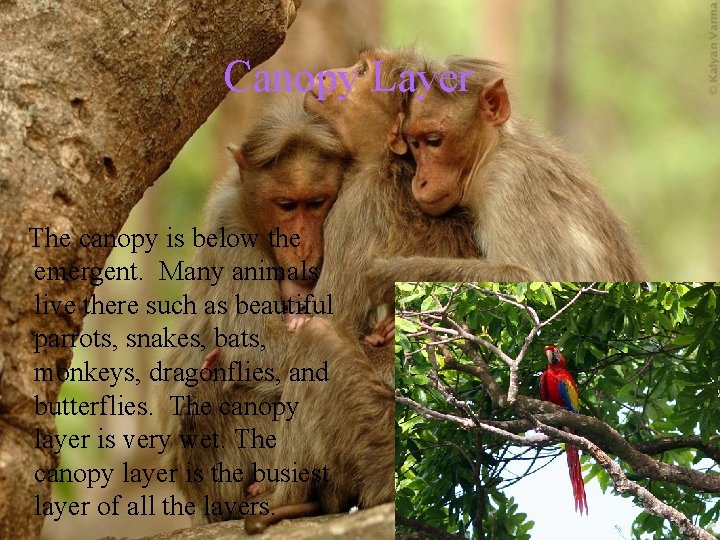 About The Rain Forest By Zachary and Brenden