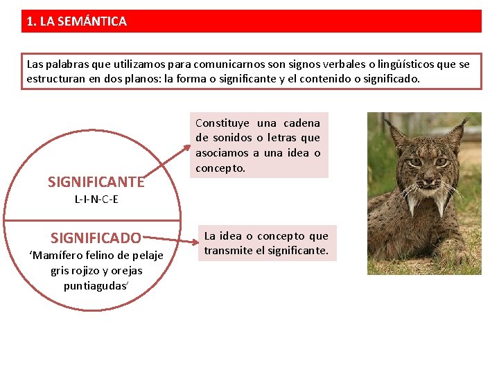 TEMA 6 EL SIGNIFICADO DE LAS PALABRAS Lengua