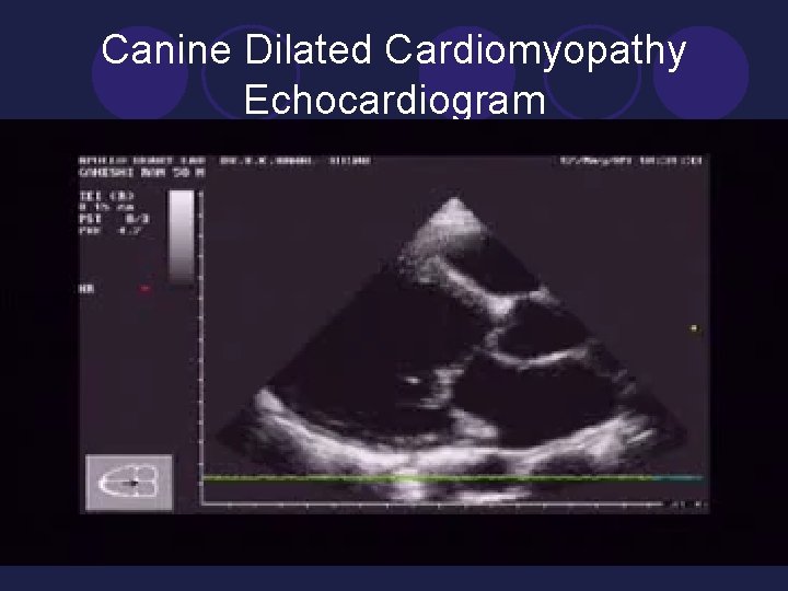 DISEASES OF THE CARDIOVASCULAR SYSTEM CANINE DILATED CARDIOMYOPATHY