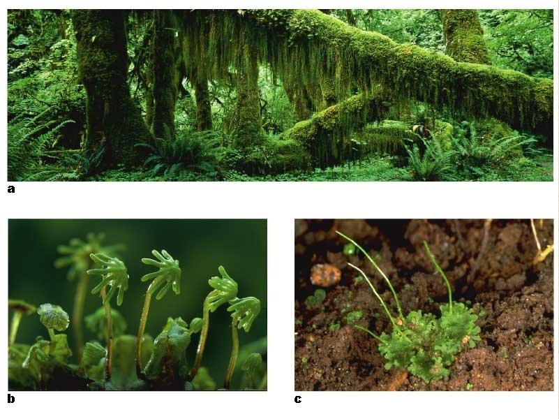 MACC BIOLOGY 101 LECTURE 3 THE FIVE KINGDOMS