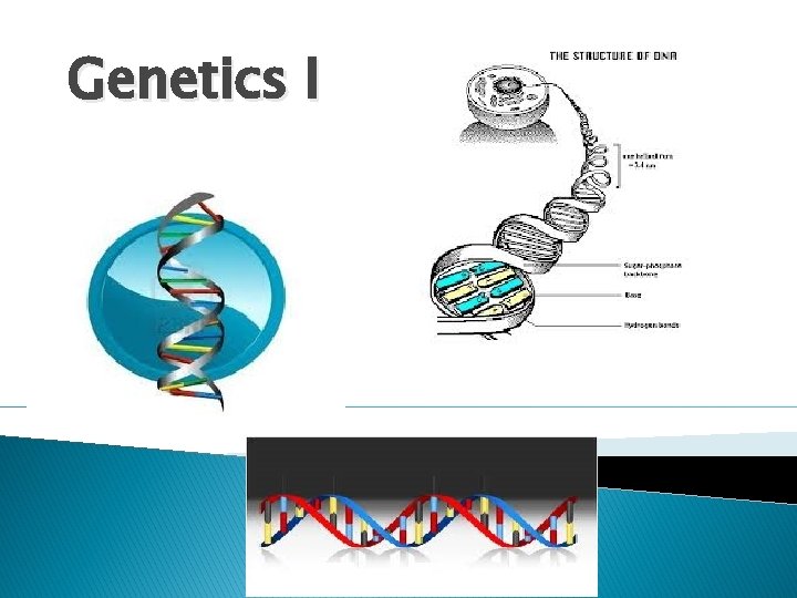 Genetics I I Introduction Offspring inherit a combination