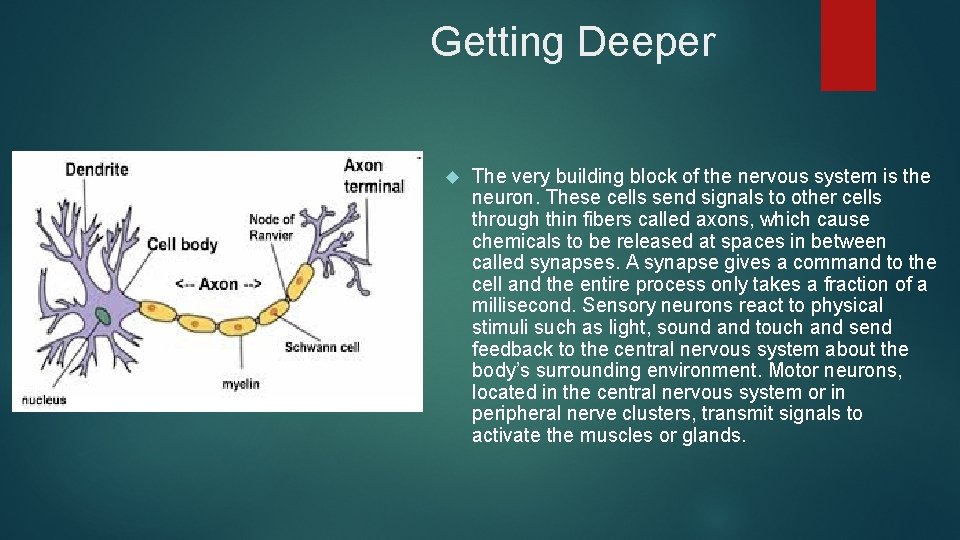 The Nervous System BY DYLAN NANEZ What It
