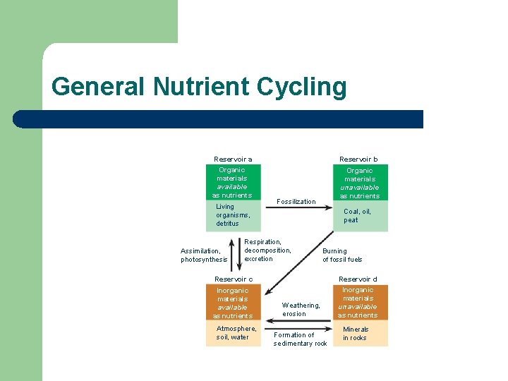 The Living World Nutrient Cycles Carbon Water Nitrogen