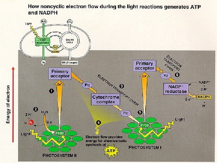 PHOTOSYNTHESIS An anabolic process in which carbohydrates are