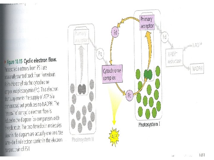 PHOTOSYNTHESIS An anabolic process in which carbohydrates are