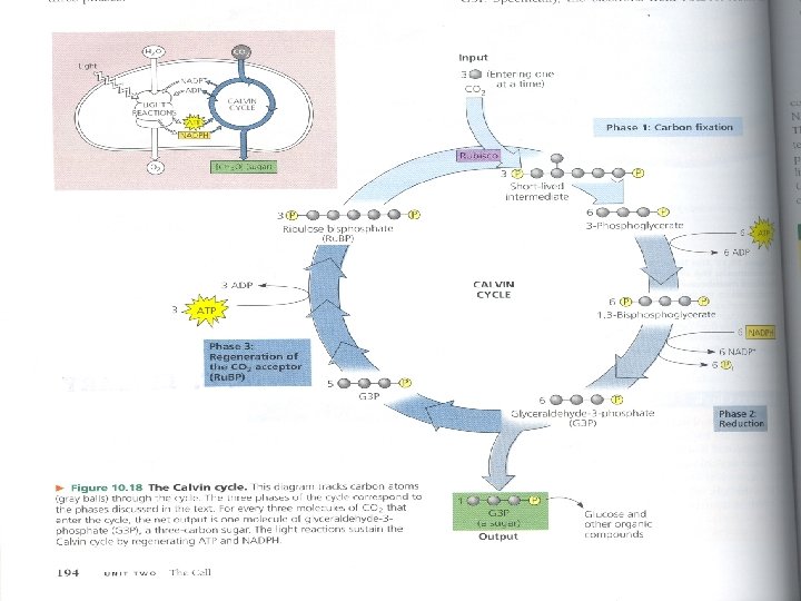 PHOTOSYNTHESIS An anabolic process in which carbohydrates are