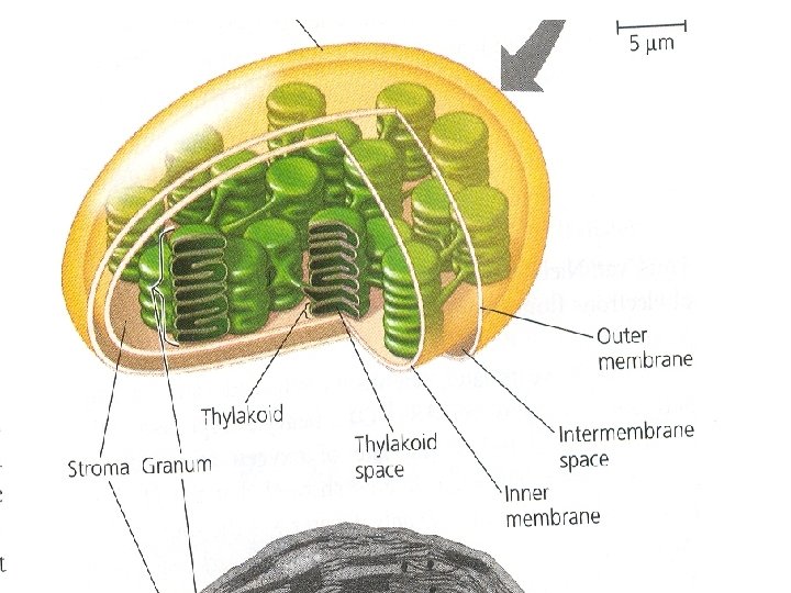 PHOTOSYNTHESIS An anabolic process in which carbohydrates are