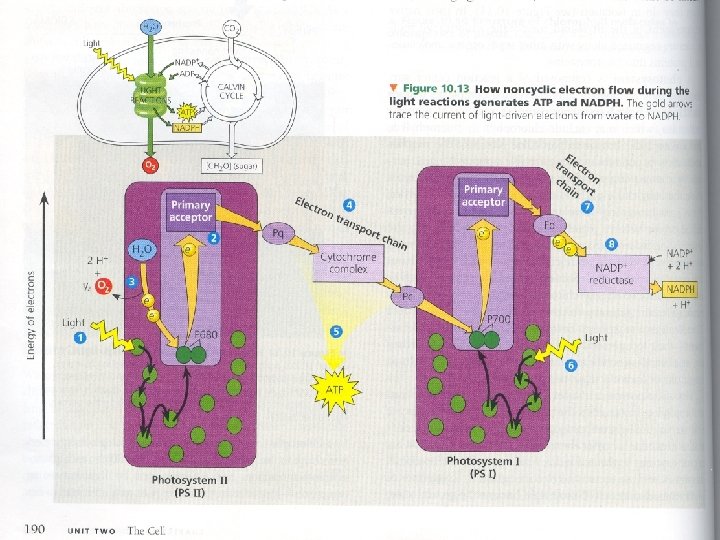 PHOTOSYNTHESIS An anabolic process in which carbohydrates are