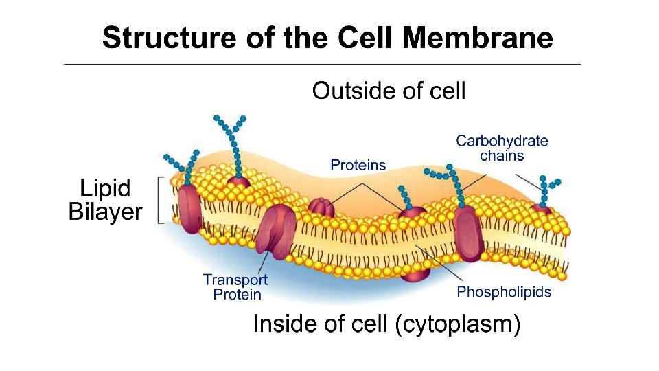 Cell review Page 3 of the cell packet