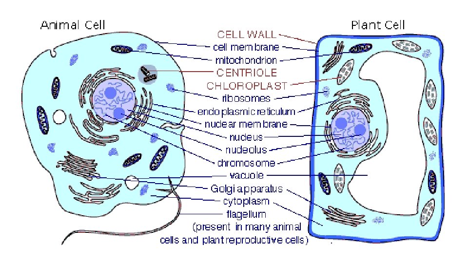 Cell review Page 3 of the cell packet