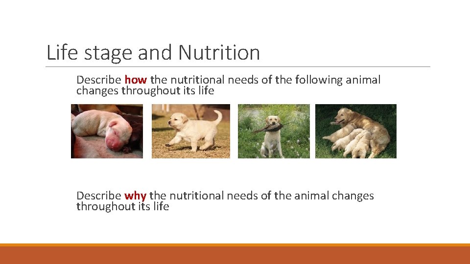 Lifestyle Lifestage Balanced diets and Nutrition SUZIE SIMPSON