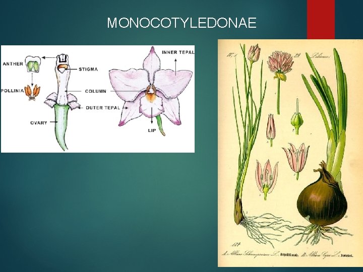 Systems of classification Plant classification is the arrangement