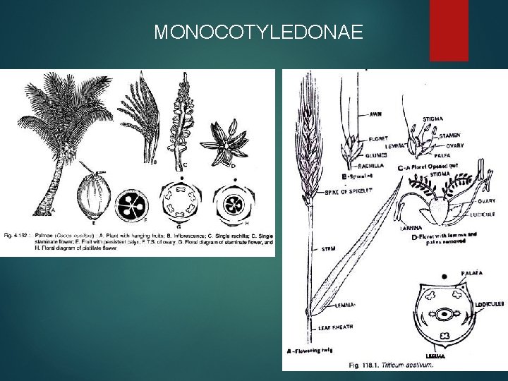 Systems of classification Plant classification is the arrangement
