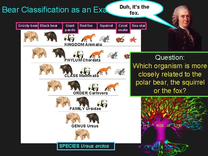 Classification Finding Order in Diversity How living things
