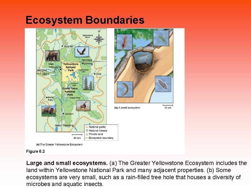 Chapter 3 Ecosystem Ecology Ecosystem Boundaries Figure 6