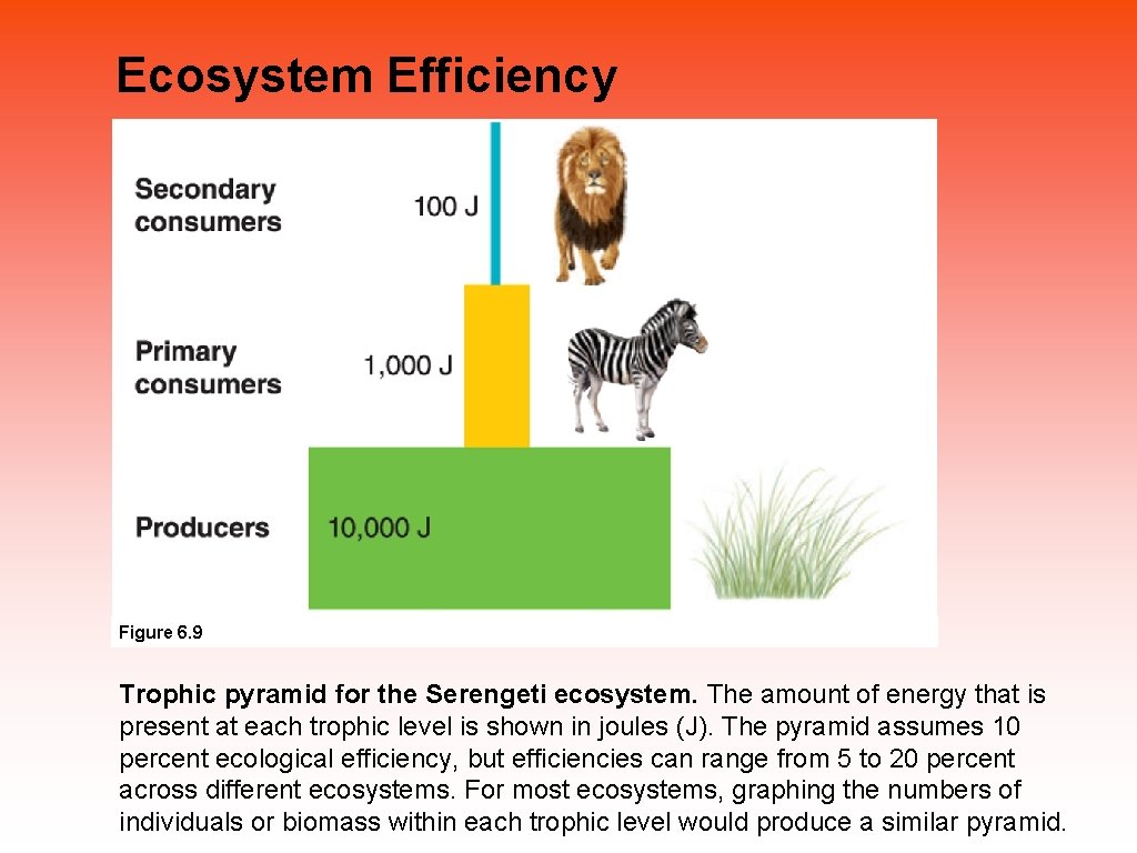 Chapter 3 Ecosystem Ecology Ecosystem Boundaries Figure 6