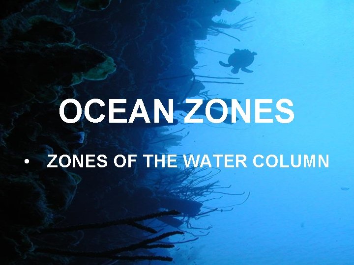 OCEAN ZONES ZONES OF THE WATER COLUMN We