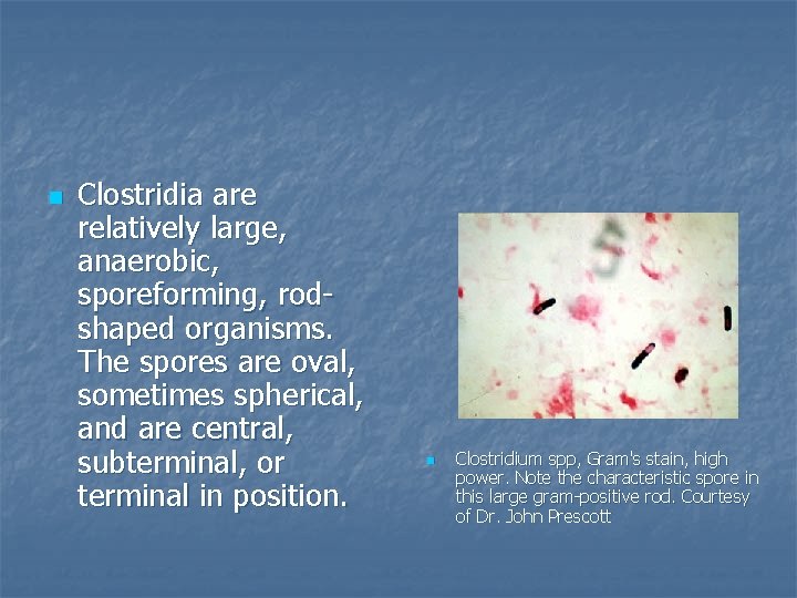 Clostridial Diseases n Clostridia are relatively large anaerobic