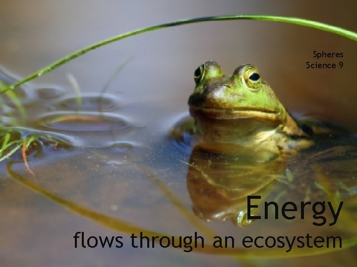 Spheres Science 9 Energy flows through an ecosystem