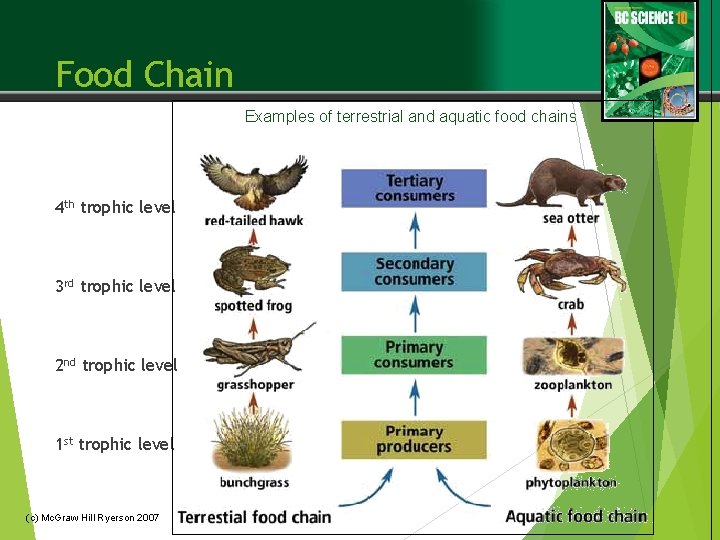 Spheres Science 9 Energy flows through an ecosystem