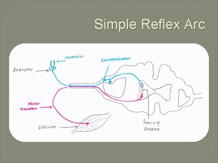 Nervous System Bridgette Ramlo Function Transmits signals between