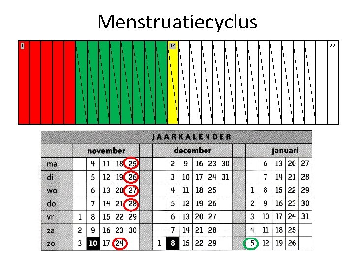 Geslachtskenmerken die bij de geboorte aanwezig zijn Primaire