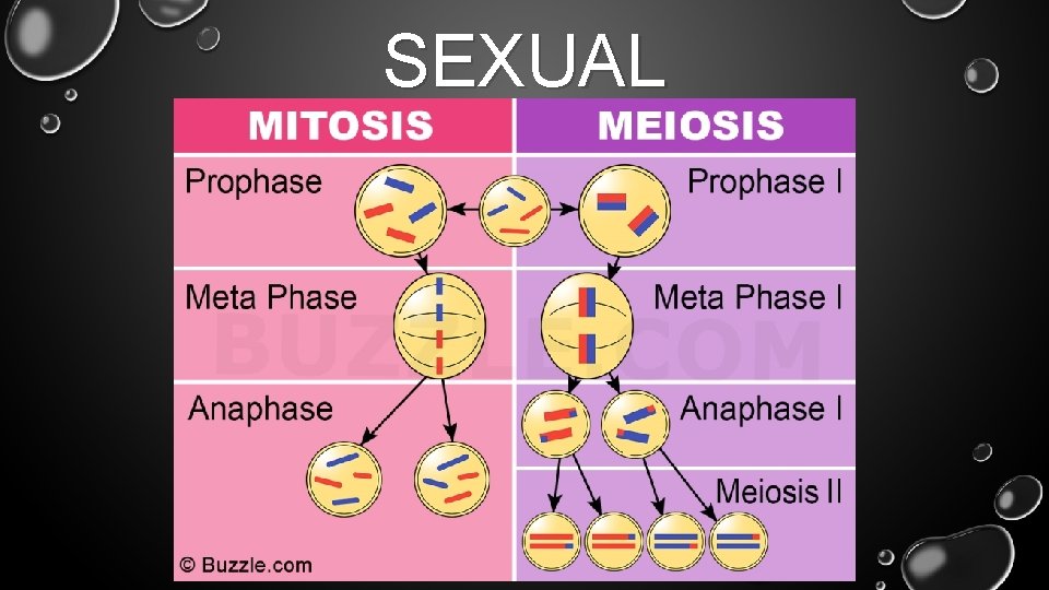 REPRODUCTION OF ORGANISMS SEXUAL REPRODUCTION TYPE OF REPRODUCTION