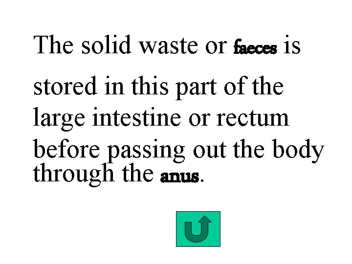 Digestive System oesophagus Food is pushed down this
