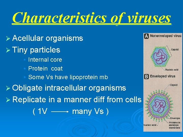 Foundation Block Microbiology 2019 By Dr Malak ElHazmi