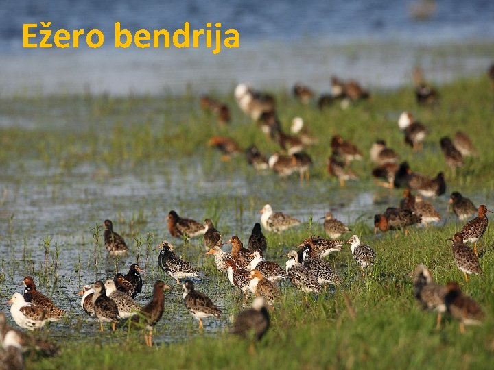 ir j kaita Tikslai ir udaviniai Apibdinti bendrij