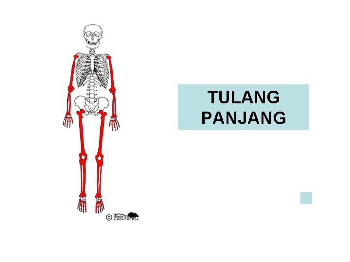 SISTEM RANGKA Disediakan oleh ABDUL LATIF AHMAD IPTHO