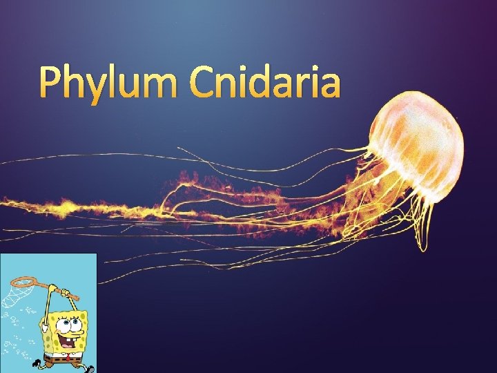 Phylum Cnidaria General Characteristics Over 9000 species Jellyfish