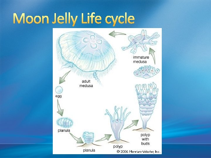 Phylum Cnidaria General Characteristics Over 9000 species Jellyfish