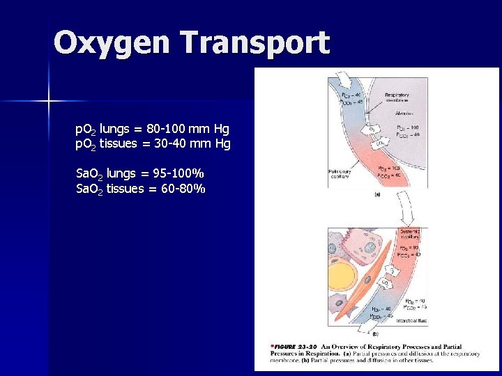 Cardiovascular Anatomy Physiology Objectives Function n Anatomy n