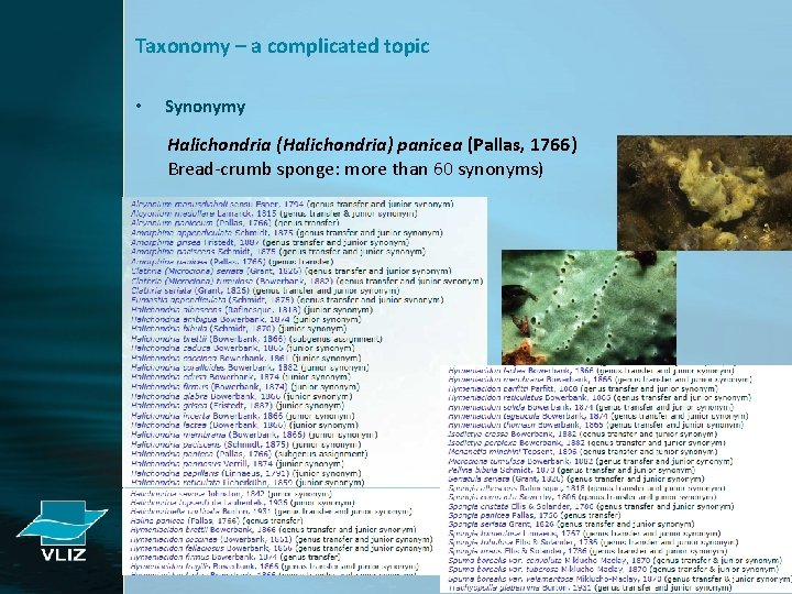 Biodiversity data standards Taxonomy Leen Vandepitte On behalf