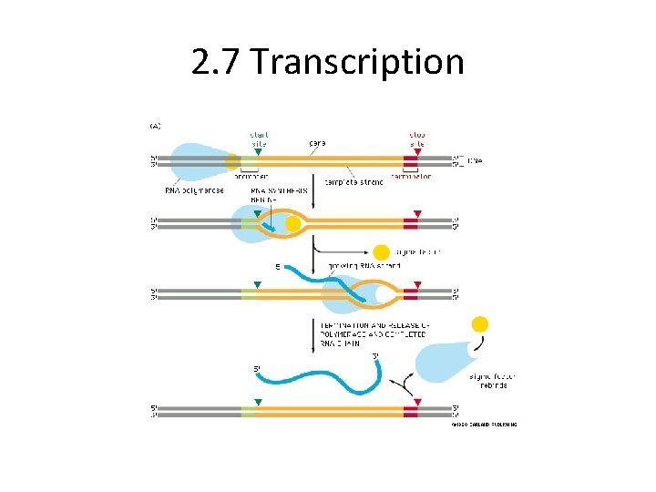 2 7 Transcription September 2 EQ What makes