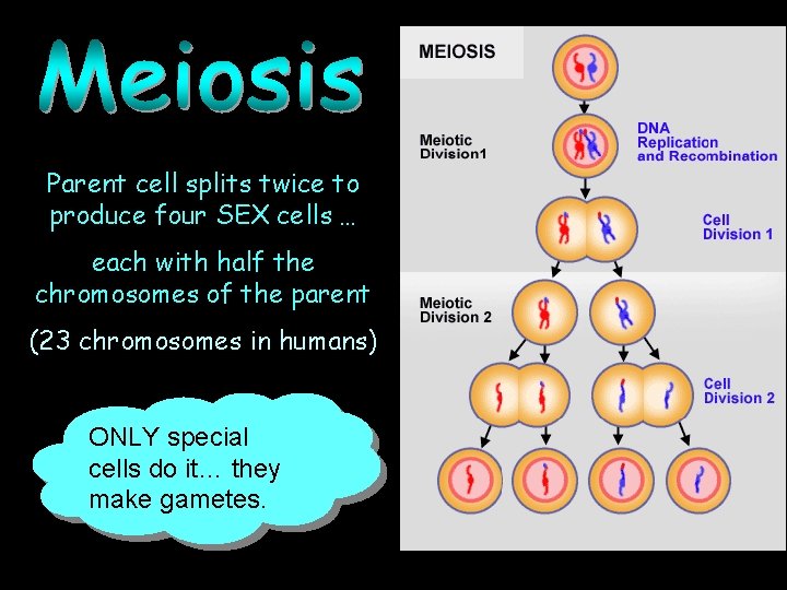 The parent cell splits to produce two IDENTICAL