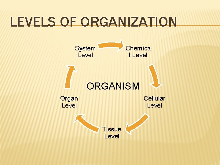 Introduction HUMAN ANATOMY AND PHYSIOLOGY WHAT IS ANATOMY
