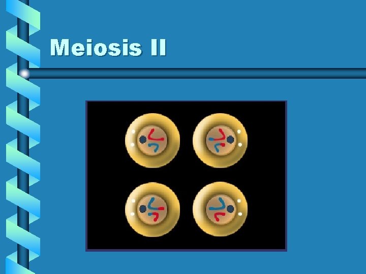 Meiosis II Meiosis I Interphase I Prophase I